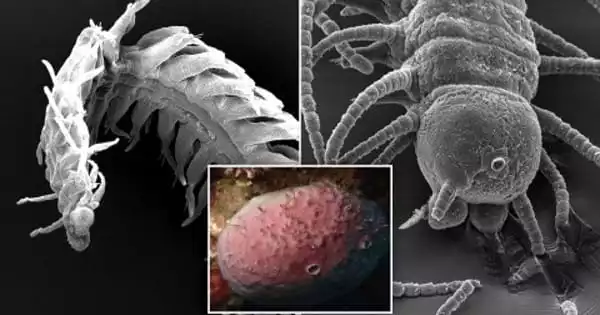 A Branching Worm Named after Godzilla's Nemesis – discovered in Japan ...