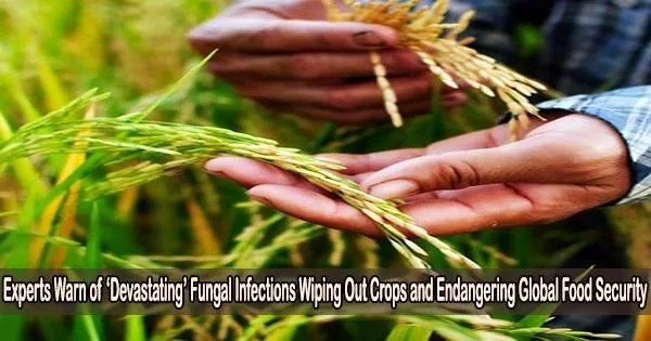 Experts Warn of ‘Devastating’ Fungal Infections Wiping Out Crops and ...